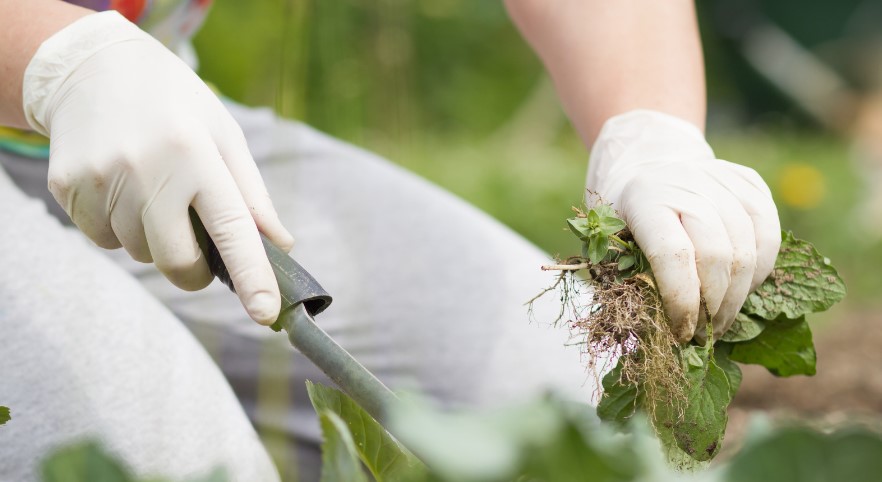 How to Get Rid of Weeds Permanently? - A Comprehensive Guide - Garden ...
